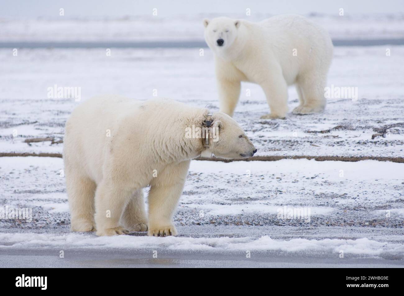 polar bear, Ursus maritimus, sow tightly collared along a barrier ...