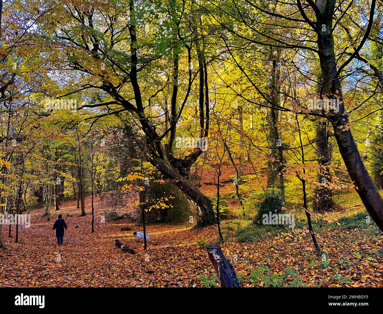 Autumn at Barnett Demesne, Malone House, Lagan Valley Regional Park ...