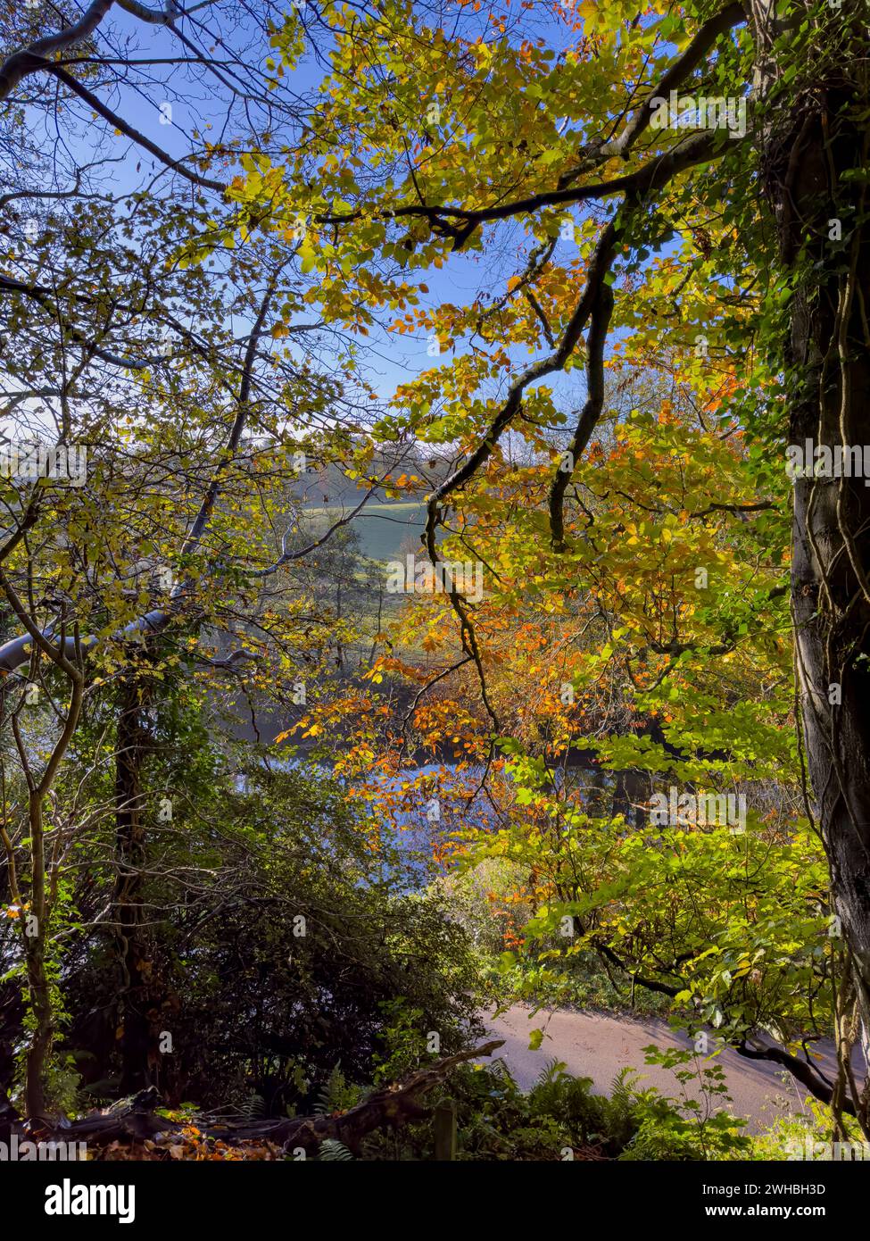 Autumn at Barnett Demesne, Malone House, Lagan Valley Regional Park ...