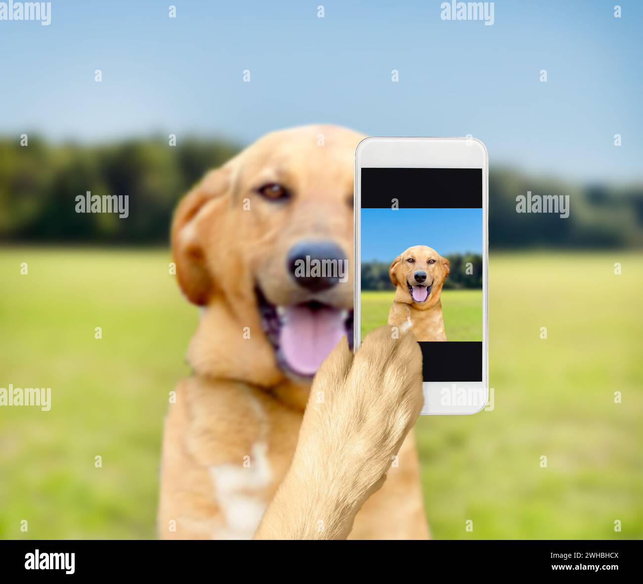 Dog selfy hi-res stock photography and images - Alamy