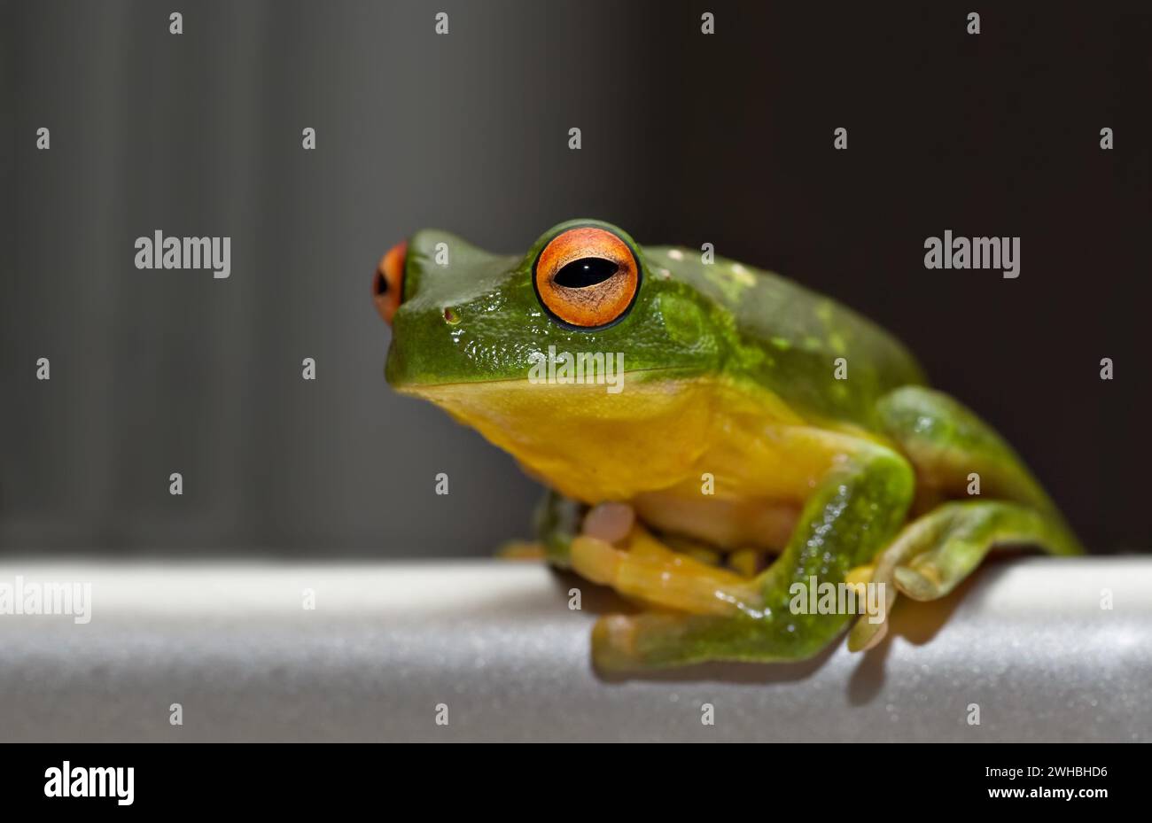 Tree frog on metal Stock Photo - Alamy
