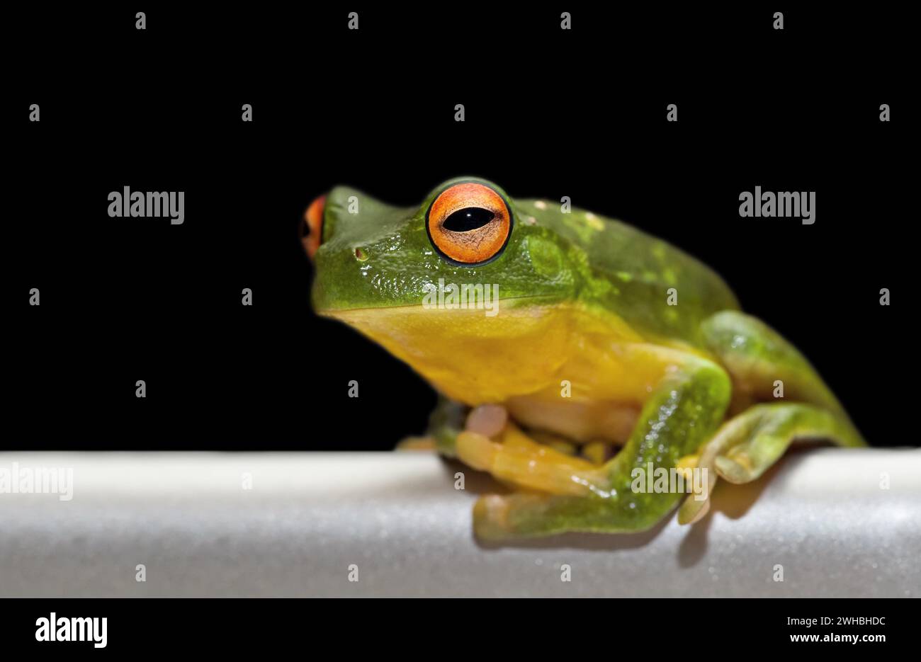 Tree frog on metal Stock Photo - Alamy