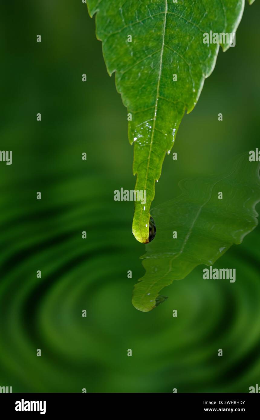 Dropping water on green plant hi-res stock photography and images - Alamy