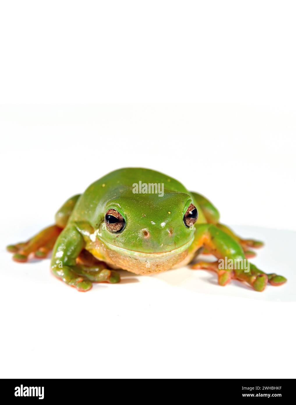 Green tree frog Stock Photo - Alamy