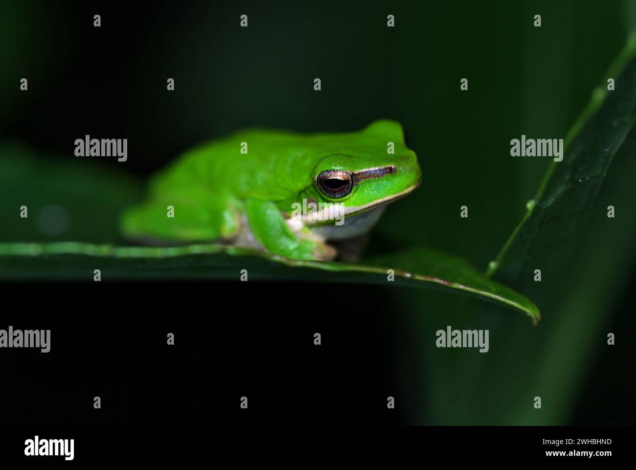 Wait waiting leaf tree hi-res stock photography and images - Alamy