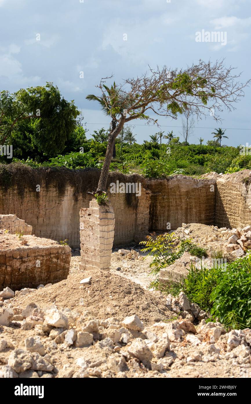 Old coral rock quarry, near Watamu in Kenya, Africa.A single tree ...