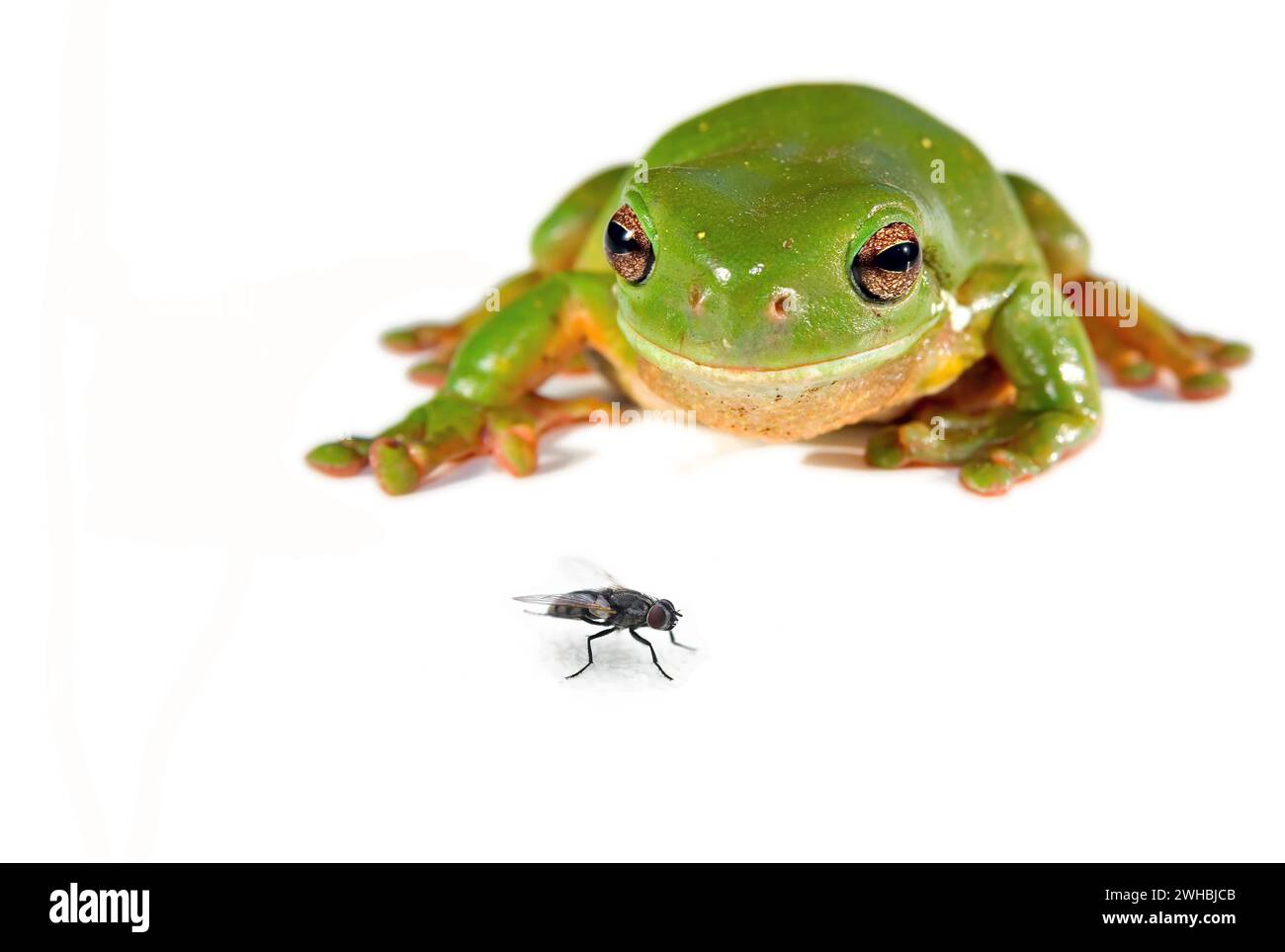 Green tree frog and a fly Stock Photo - Alamy