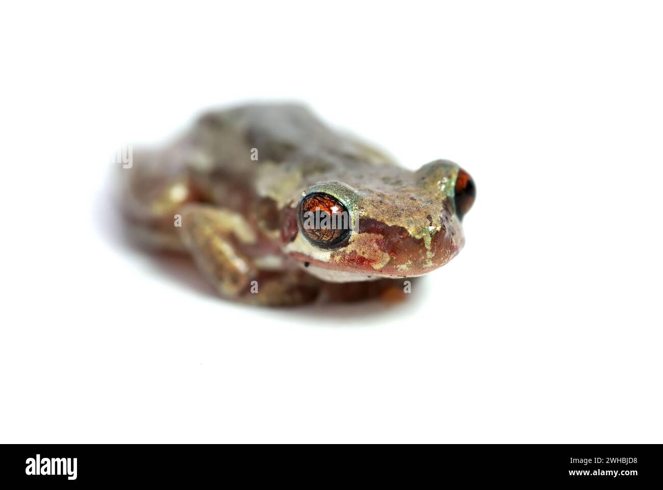 Little red eye tree frog Stock Photo - Alamy