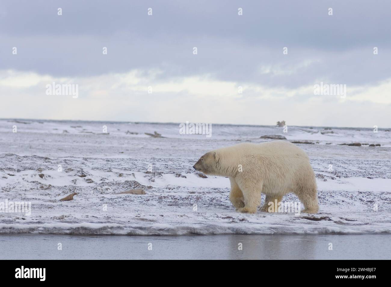polar bear grizzly bear hybrid , Ursus maritimus, the shape of this ...