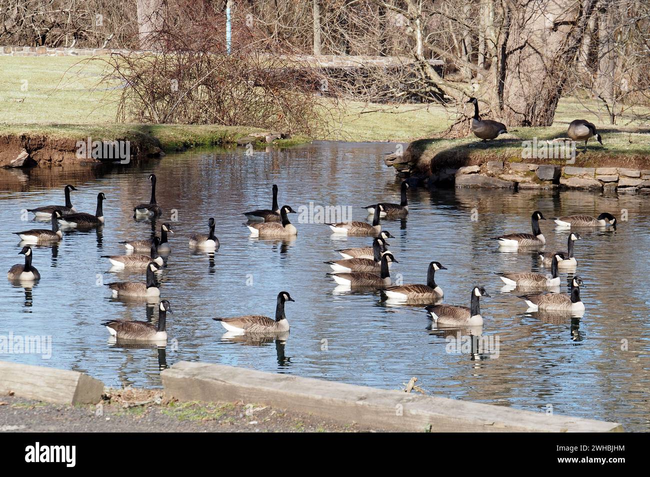 The wild geese swim around in the pond Stock Photo - Alamy