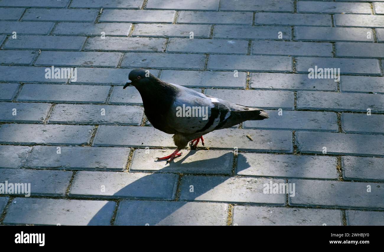 City pigeon walks on hi-res stock photography and images - Alamy