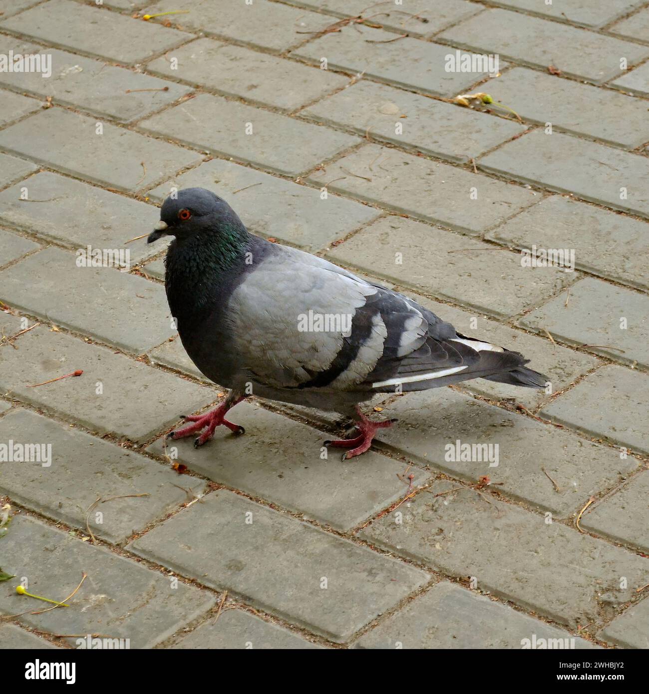 City pigeon walks on hi-res stock photography and images - Alamy
