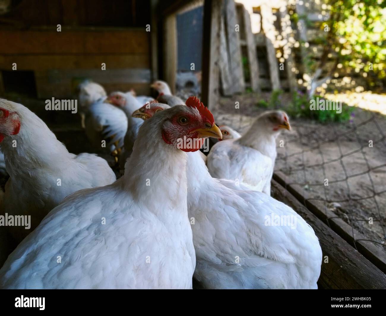 Broiler chicken with a red scallop close-up against the background of ...