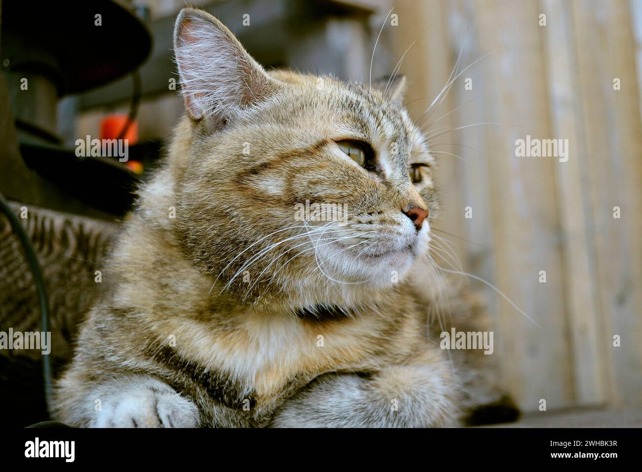 Country domestic cat pensively looks into the distance Stock Photo - Alamy