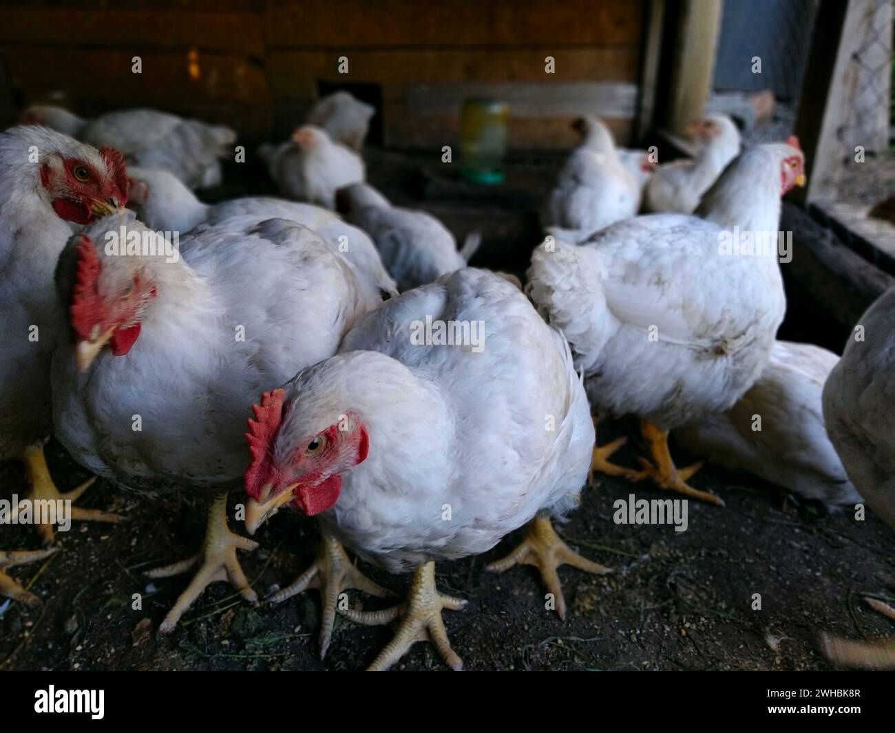 Broiler chickens hi-res stock photography and images - Alamy