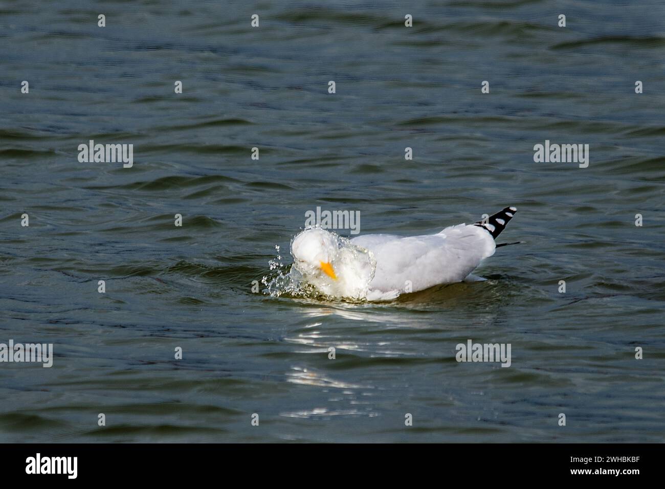 Common gull uk garden hi-res stock photography and images - Alamy