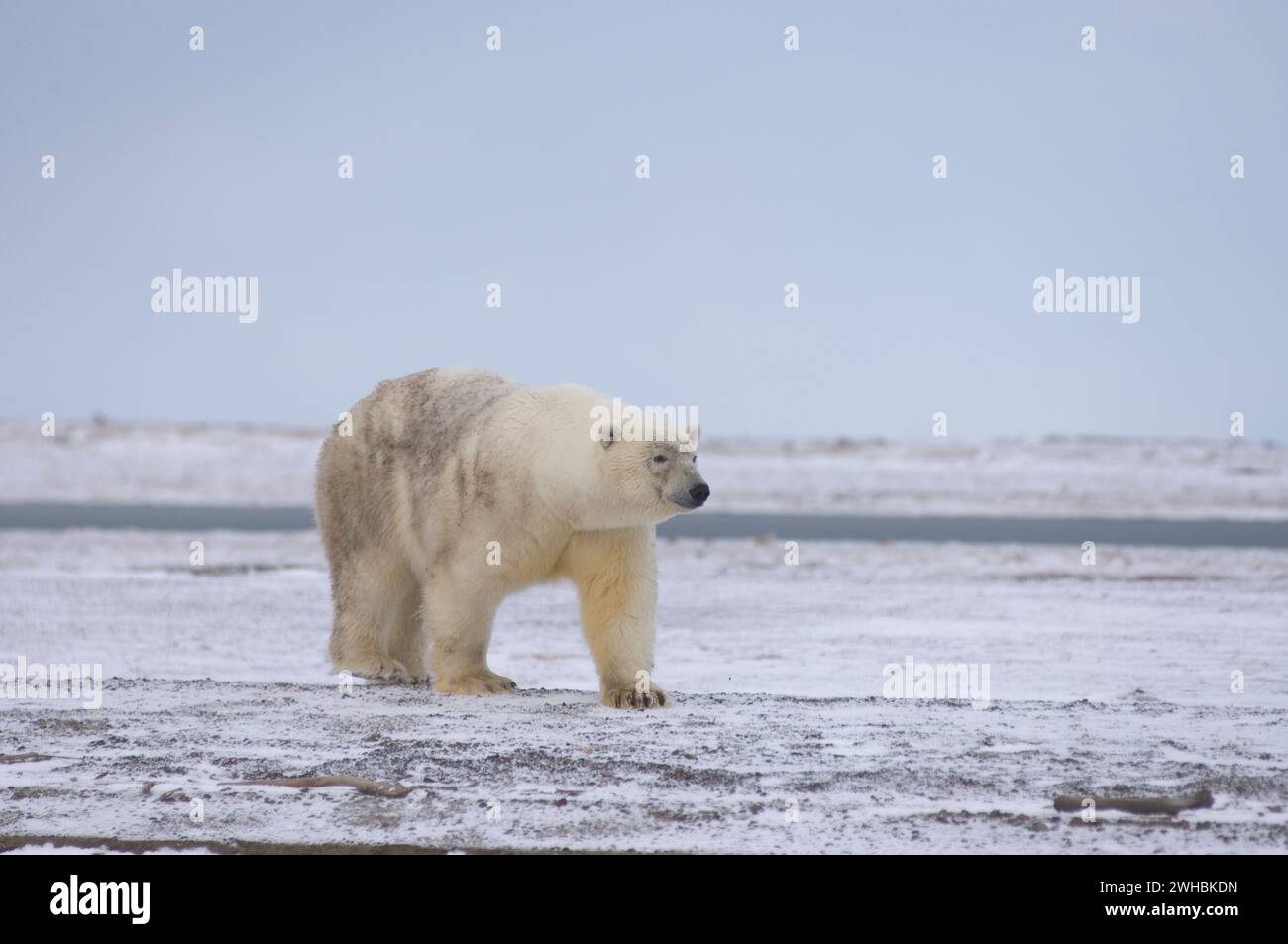 polar bear, Ursus maritimus Boar neck thicker then head on a barrier ...