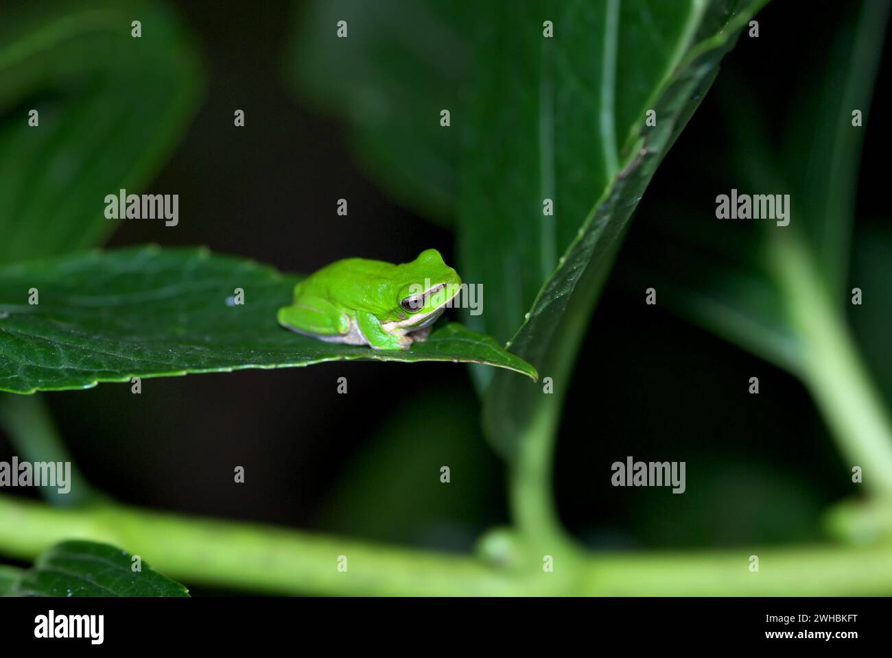 Frog in a bush Stock Photo - Alamy