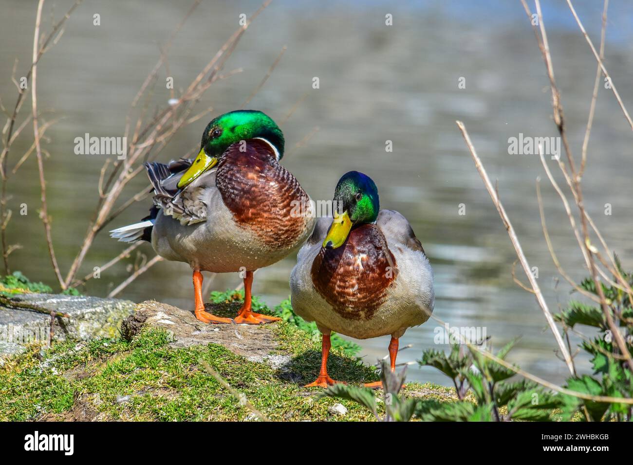 Mallard ducks preening hi-res stock photography and images - Alamy