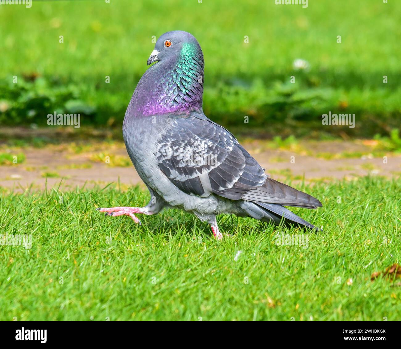 Pigeon natural habitat hi-res stock photography and images - Alamy