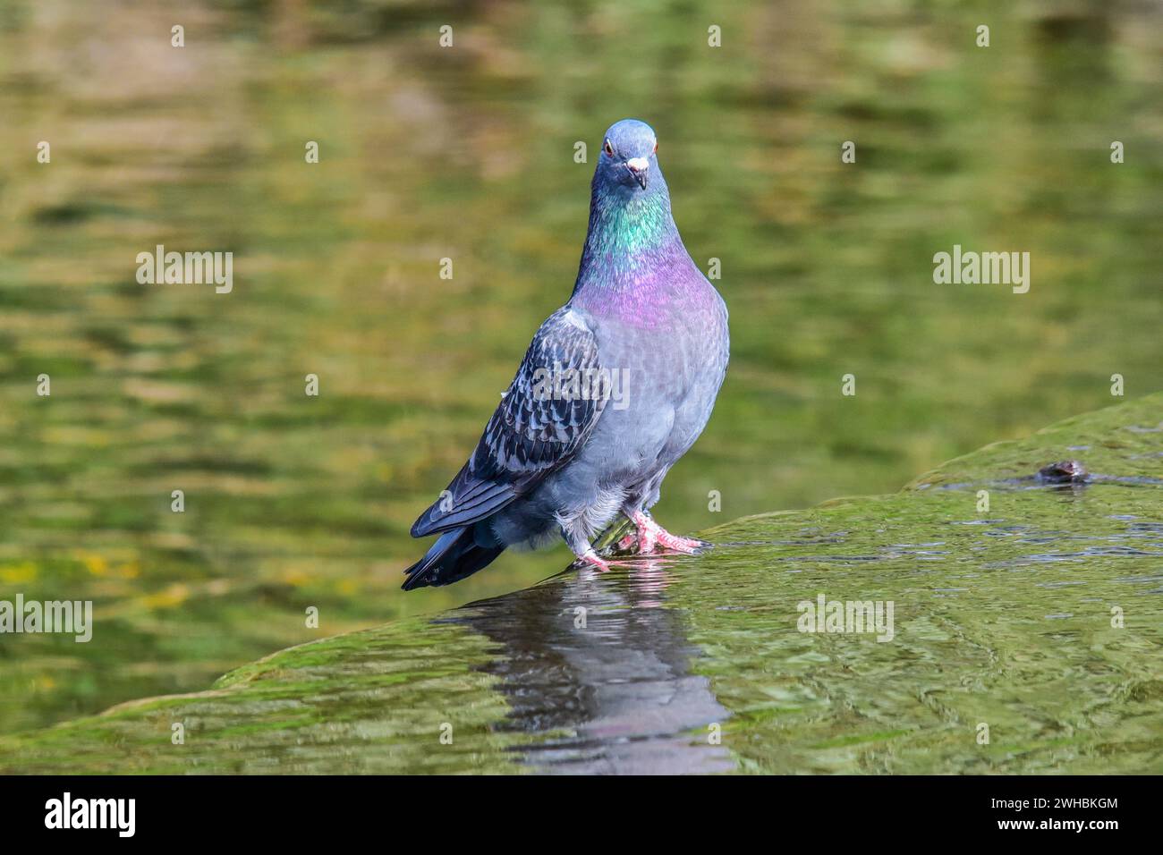Pigeon natural habitat hi-res stock photography and images - Alamy