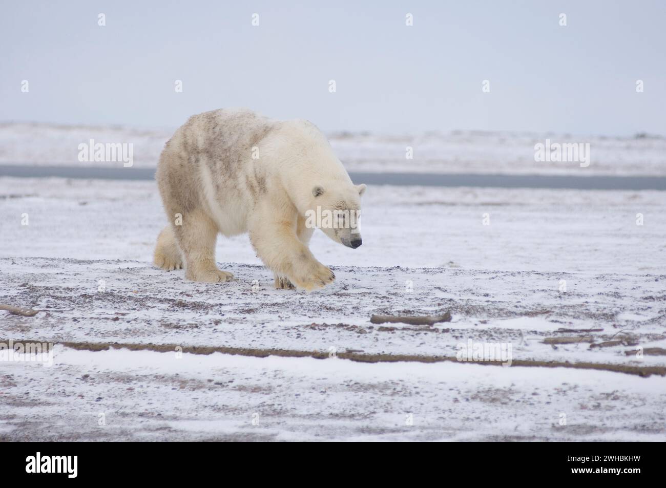polar bear, Ursus maritimus Boar neck thicker then head on a barrier ...