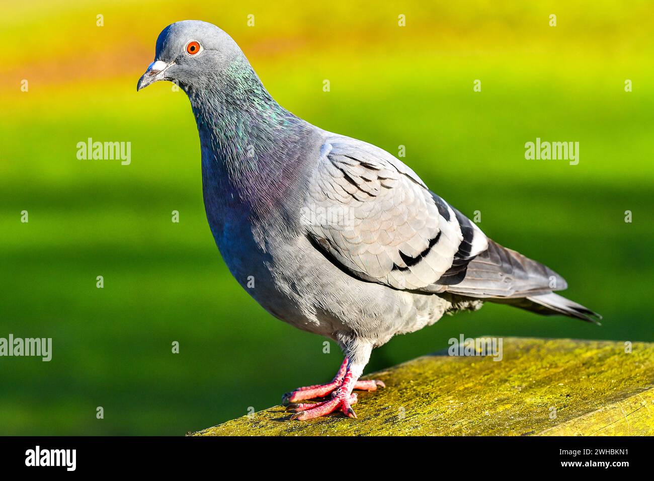 Pigeon natural habitat hi-res stock photography and images - Alamy