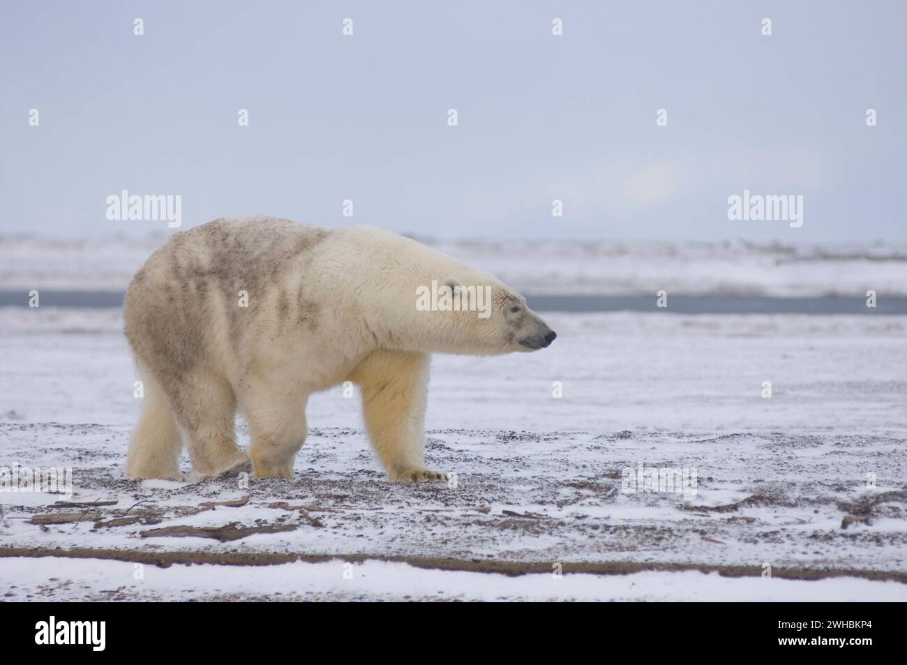 polar bear, Ursus maritimus Boar neck thicker then head on a barrier ...