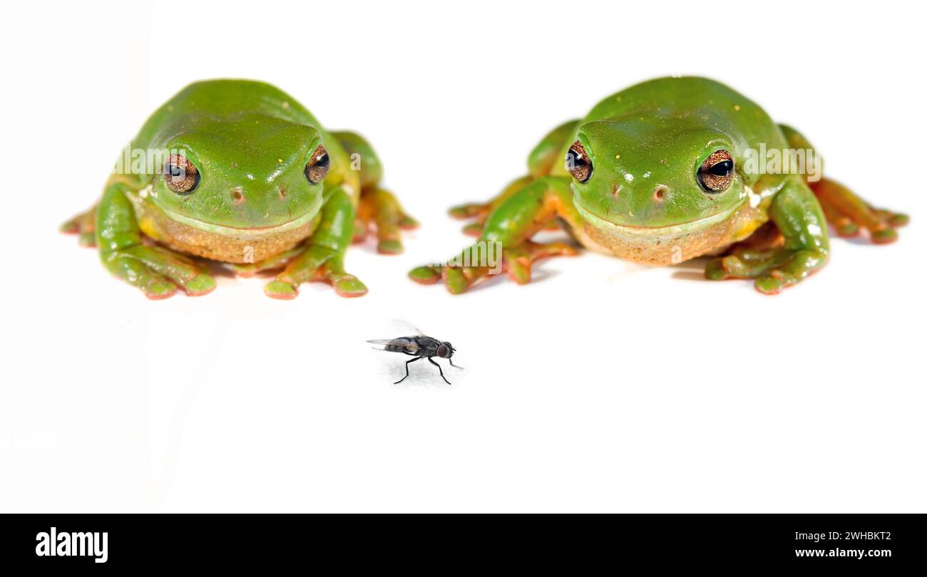 Tree close look Cut Out Stock Images & Pictures - Alamy