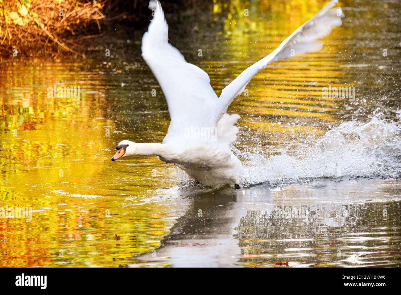 A swan taking off Stock Photo - Alamy