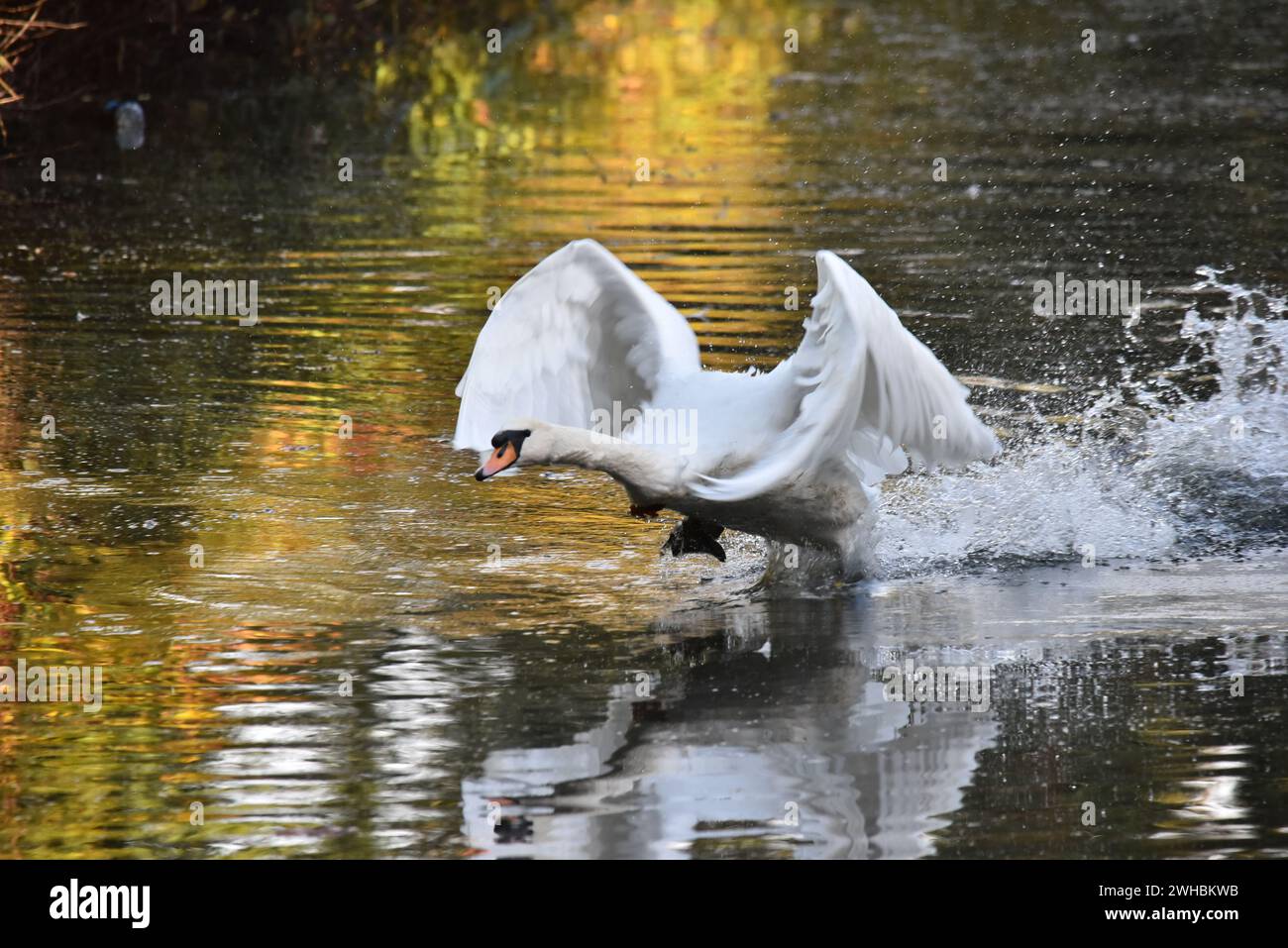 Nature and habitat swan hi-res stock photography and images - Alamy