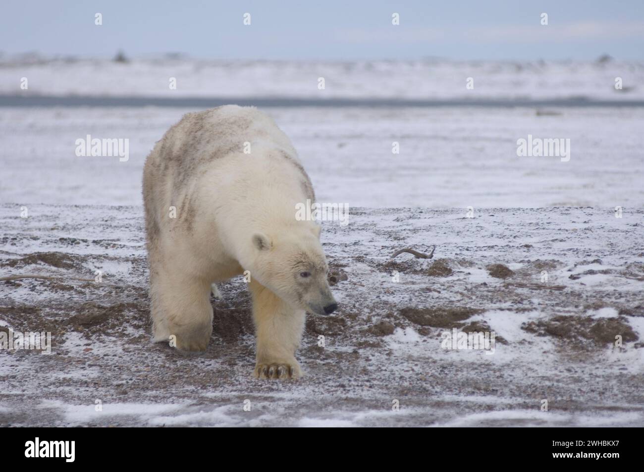 polar bear, Ursus maritimus Boar neck thicker then head on a barrier ...