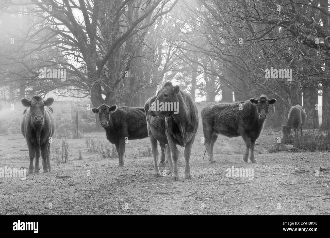 Cows in rural countryside Black and White Stock Photos & Images - Alamy