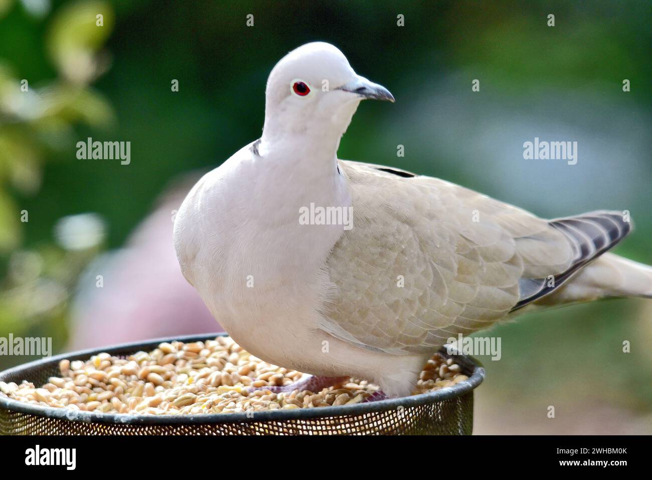 A common dove Stock Photo - Alamy
