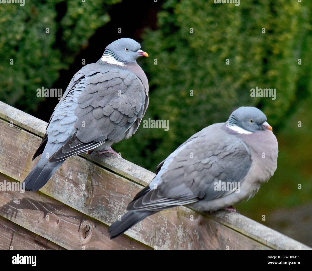 Common wood pigeons roosting Stock Photo - Alamy