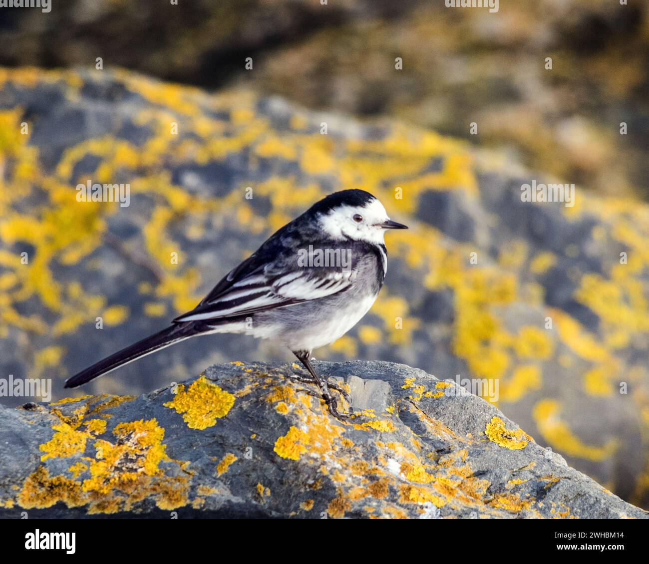 Common wagtail hi-res stock photography and images - Alamy