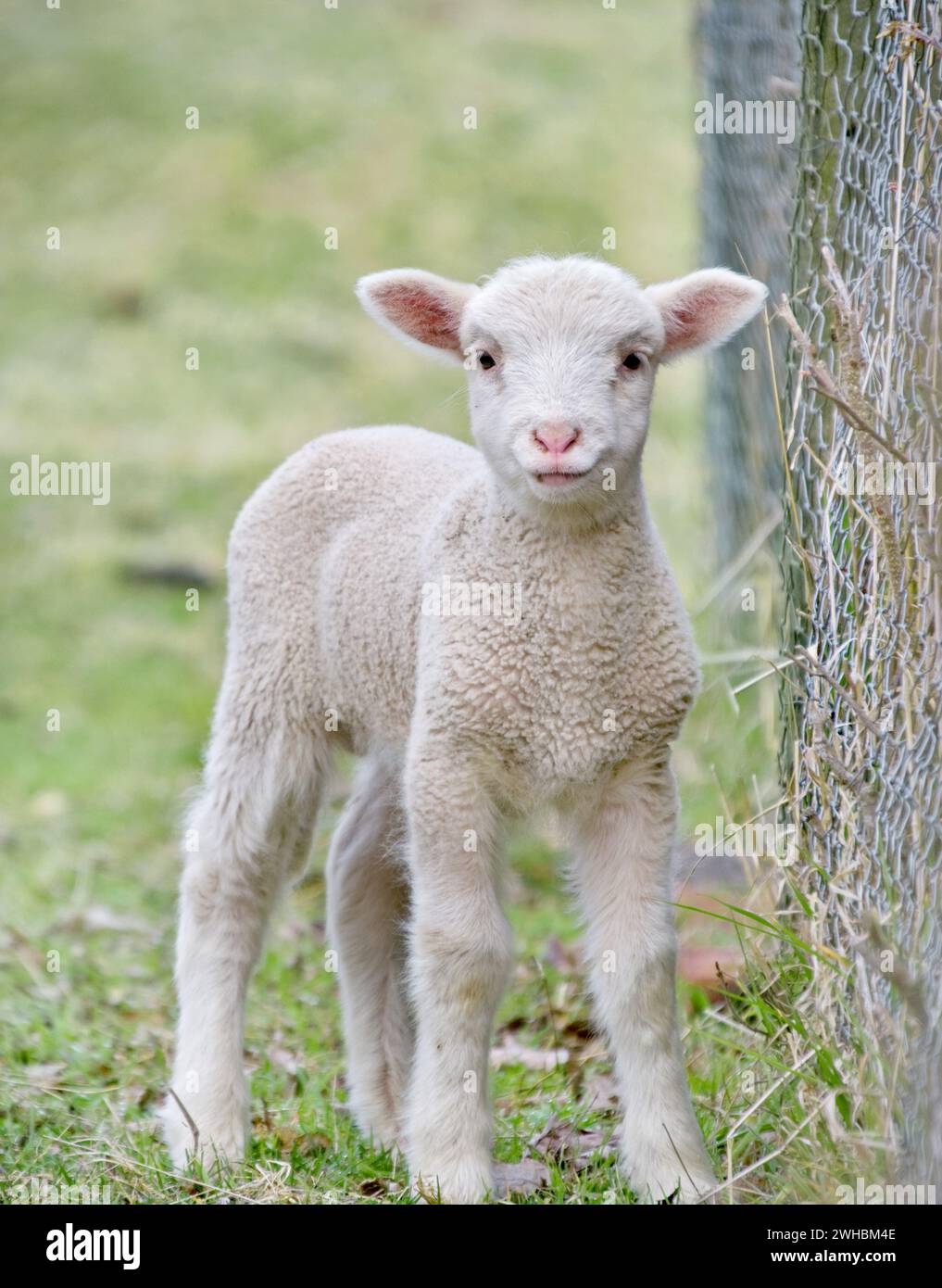 Cute baby lamb Stock Photo - Alamy