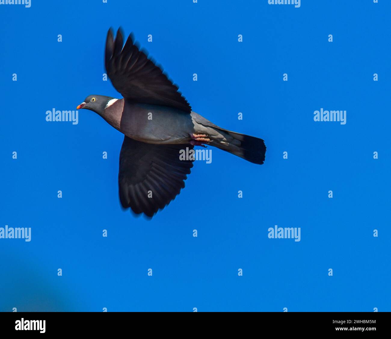 A pigeon in flight Stock Photo - Alamy