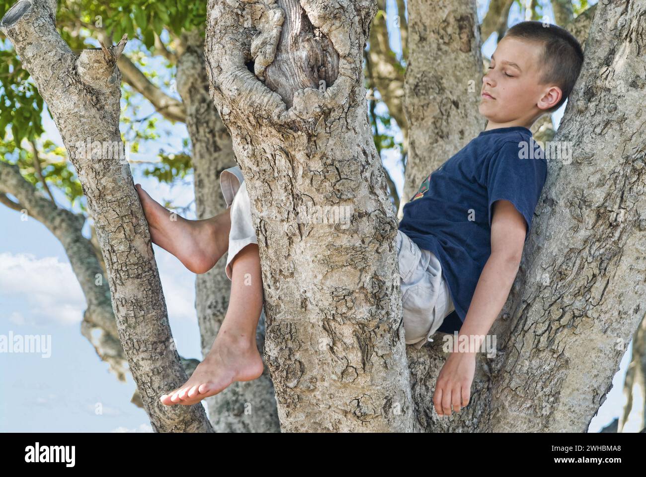 Boy in a tree Stock Photo - Alamy