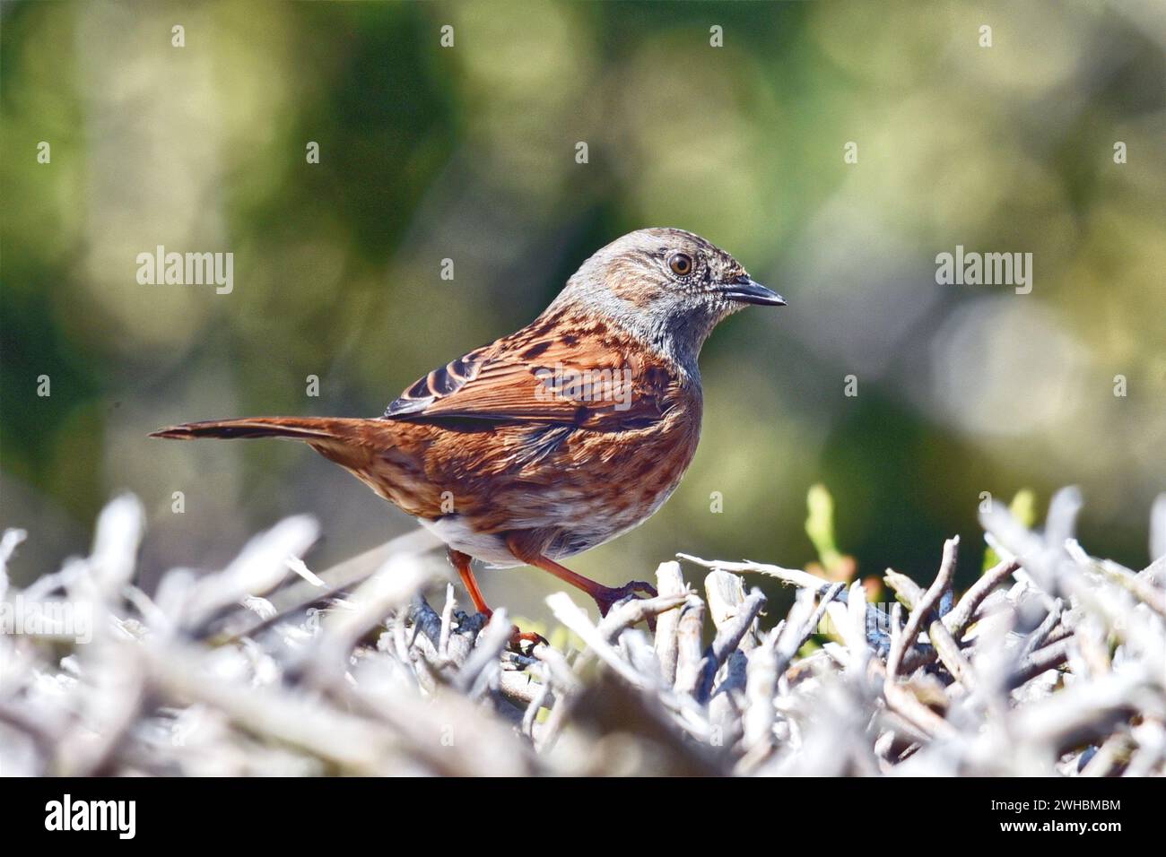 A Common Bunting Stock Photo - Alamy