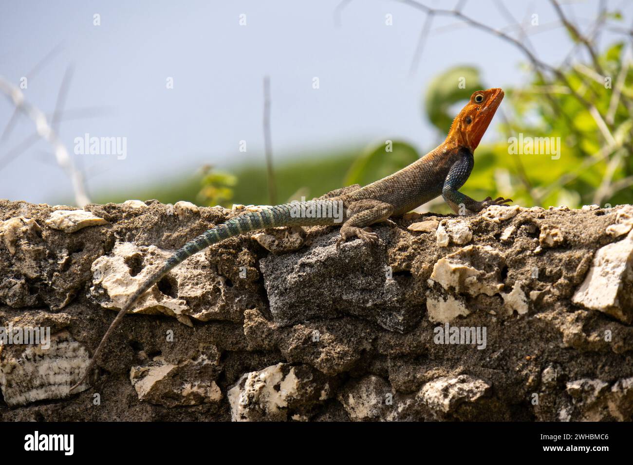 A rainbow agama on a stone wall in its native land Kenya. A colourful ...