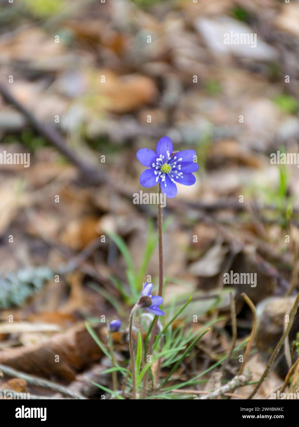 picture with the first blue spring flowers in the wild, the color of ...