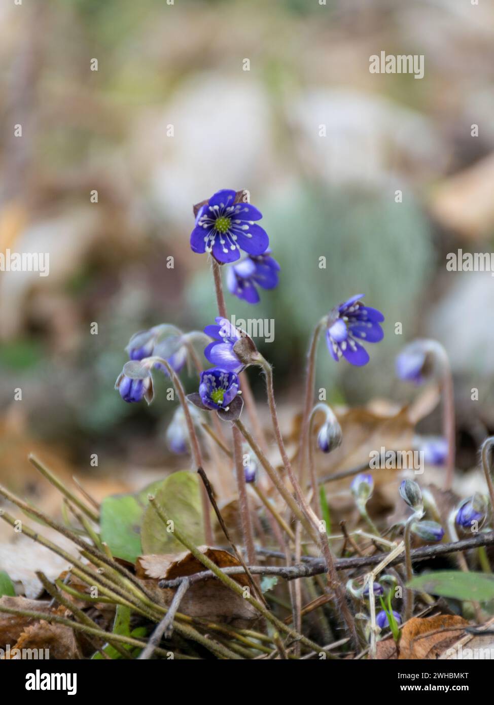 picture with the first blue spring flowers in the wild, the color of ...