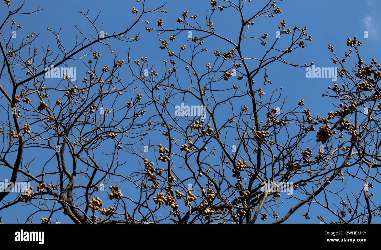 Kathmandu, Bagmati, Nepal. 9th Feb, 2024. Nepali hog plum locally known ...