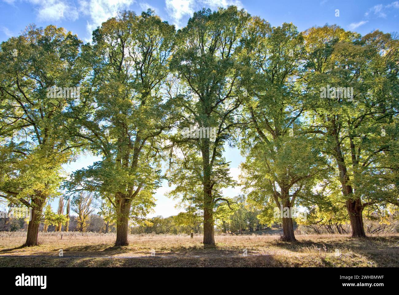 Five tall trees Stock Photo - Alamy