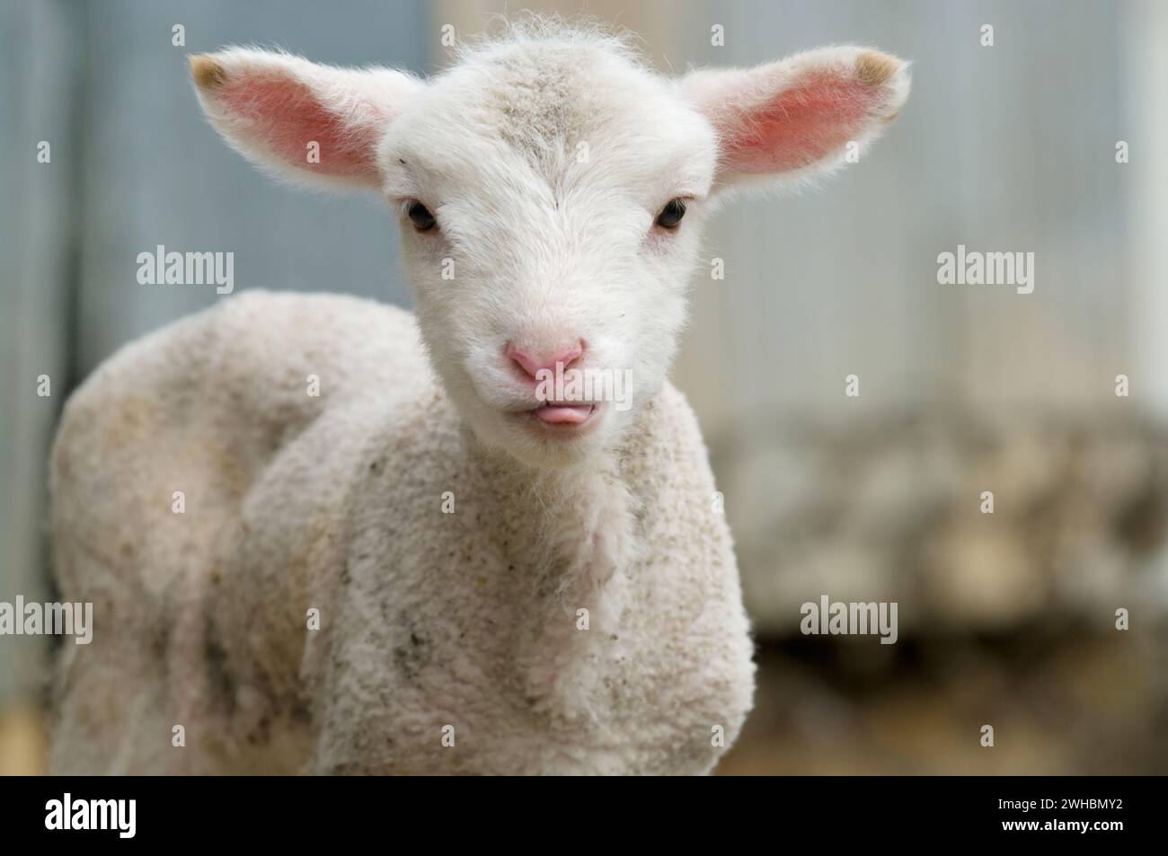 Cute lamb tongue out Stock Photo - Alamy
