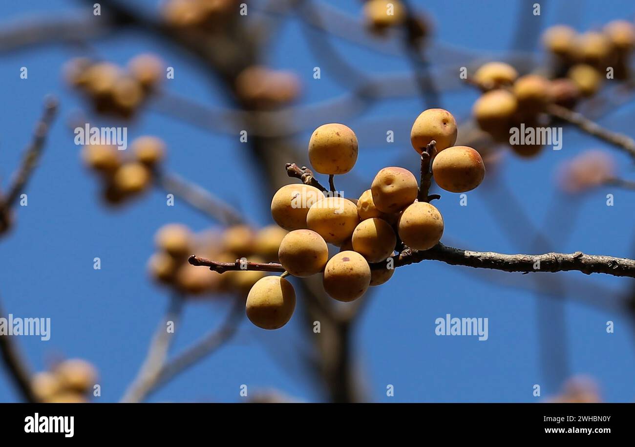 February 9, 2024, Kathmandu, Bagmati, Nepal: Nepali hog plum locally ...