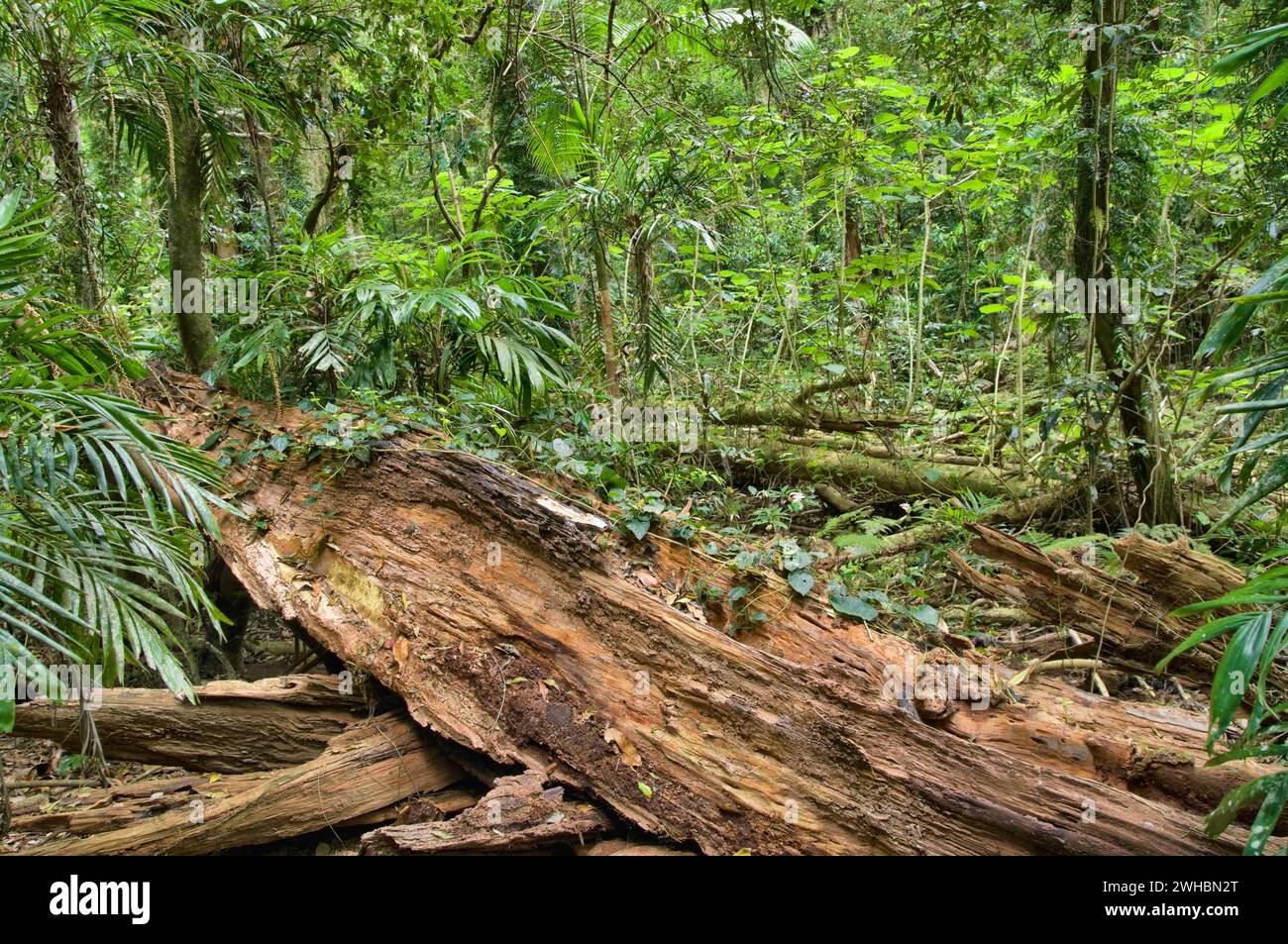 great image of the beauty of the rainforest with fallen log Stock Photo ...
