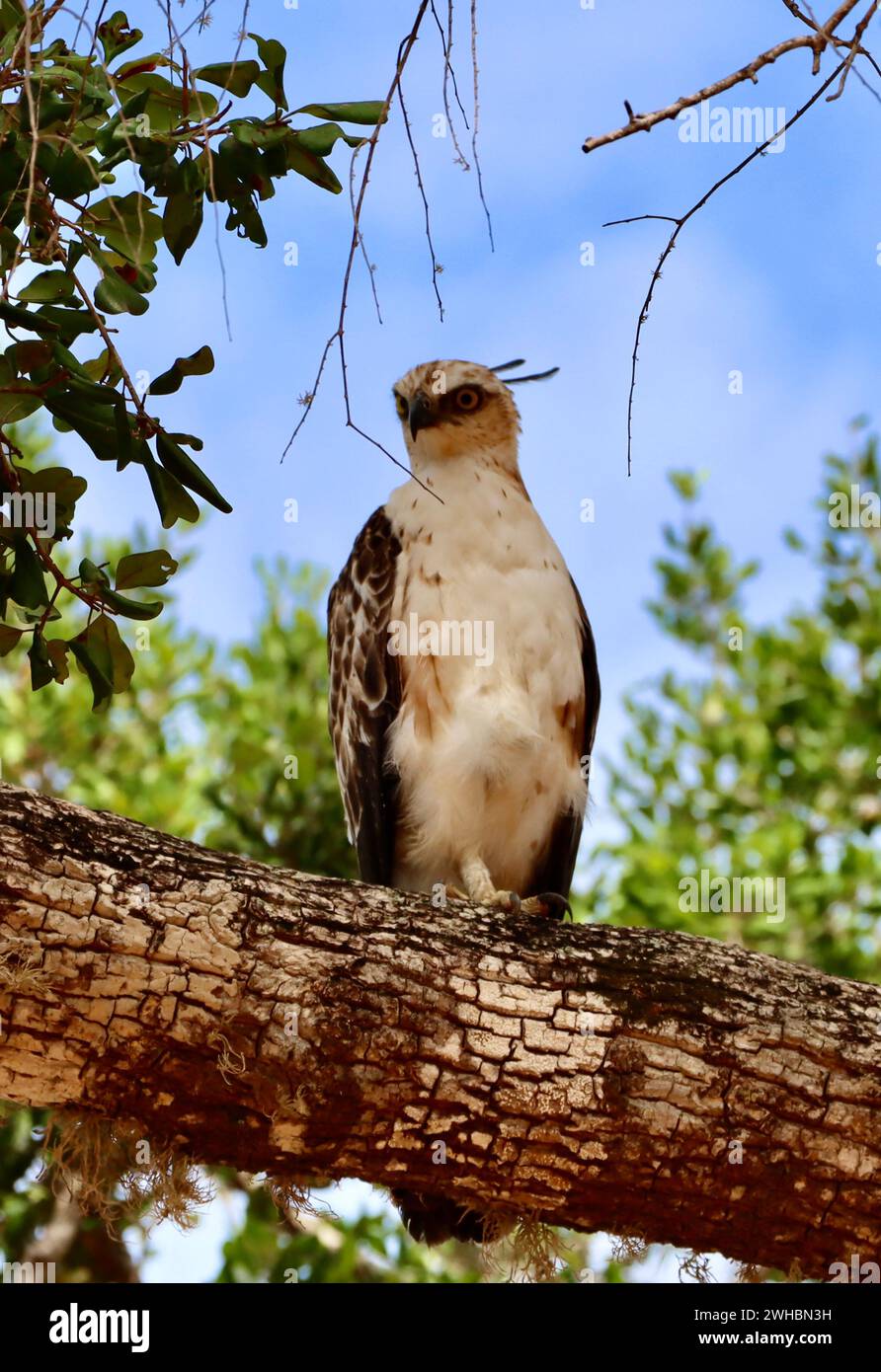 Sri Lankan Eagle watching from above Stock Photo - Alamy