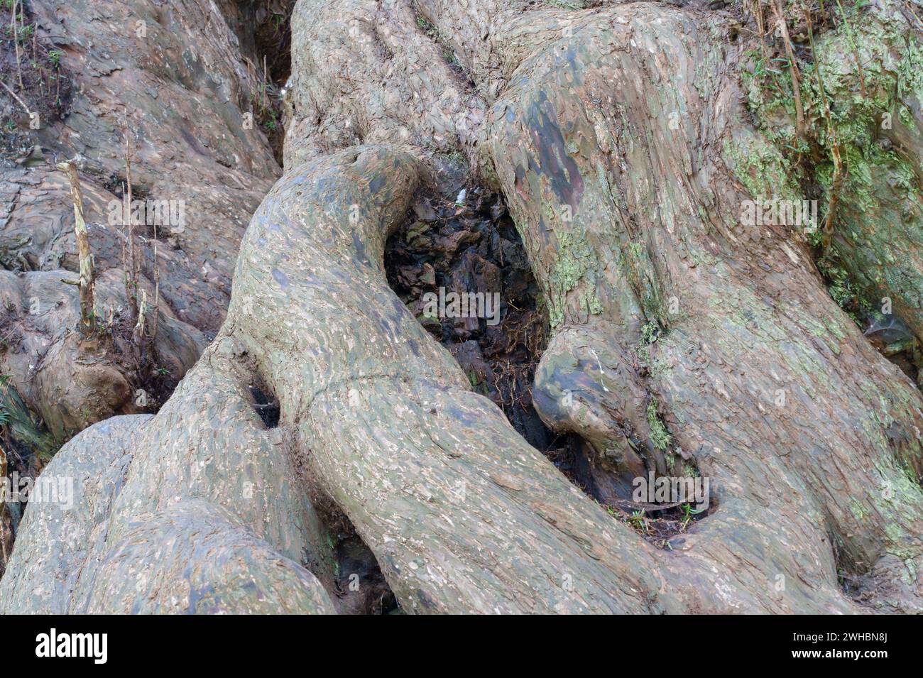 Ancient yew tree in Warblington churchyard Stock Photo - Alamy